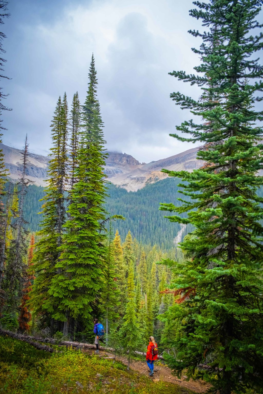 How to Hike the STUNNING Iceline Trail in Yoho