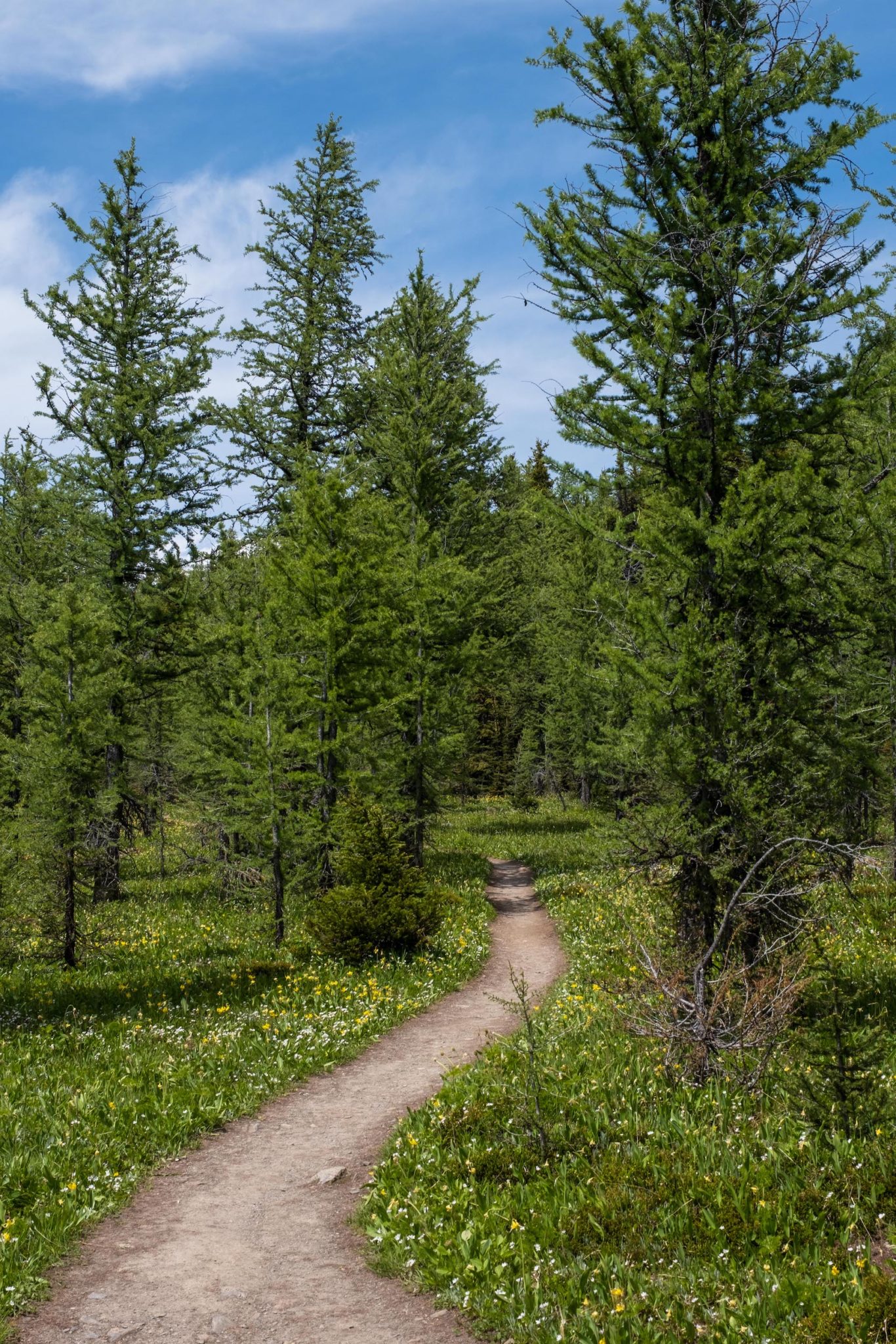 Healy Pass Trail Hike Guide (Banff): All You NEED to Know