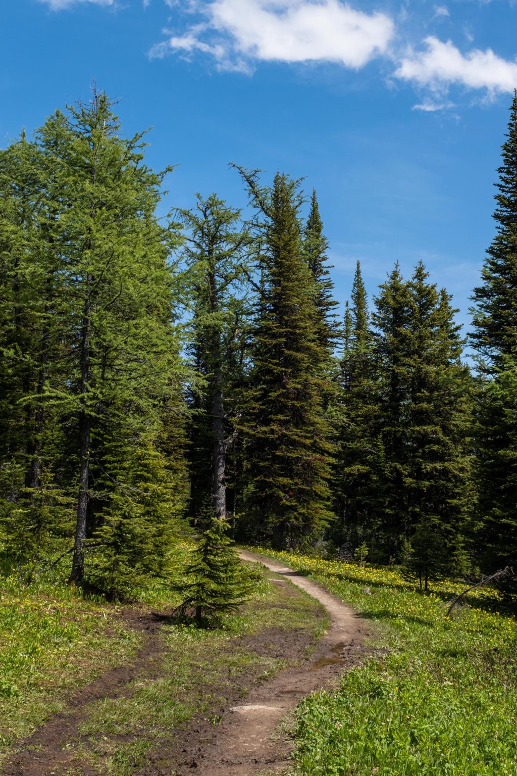 Healy Pass Trail Hike Guide (Banff): All You NEED to Know