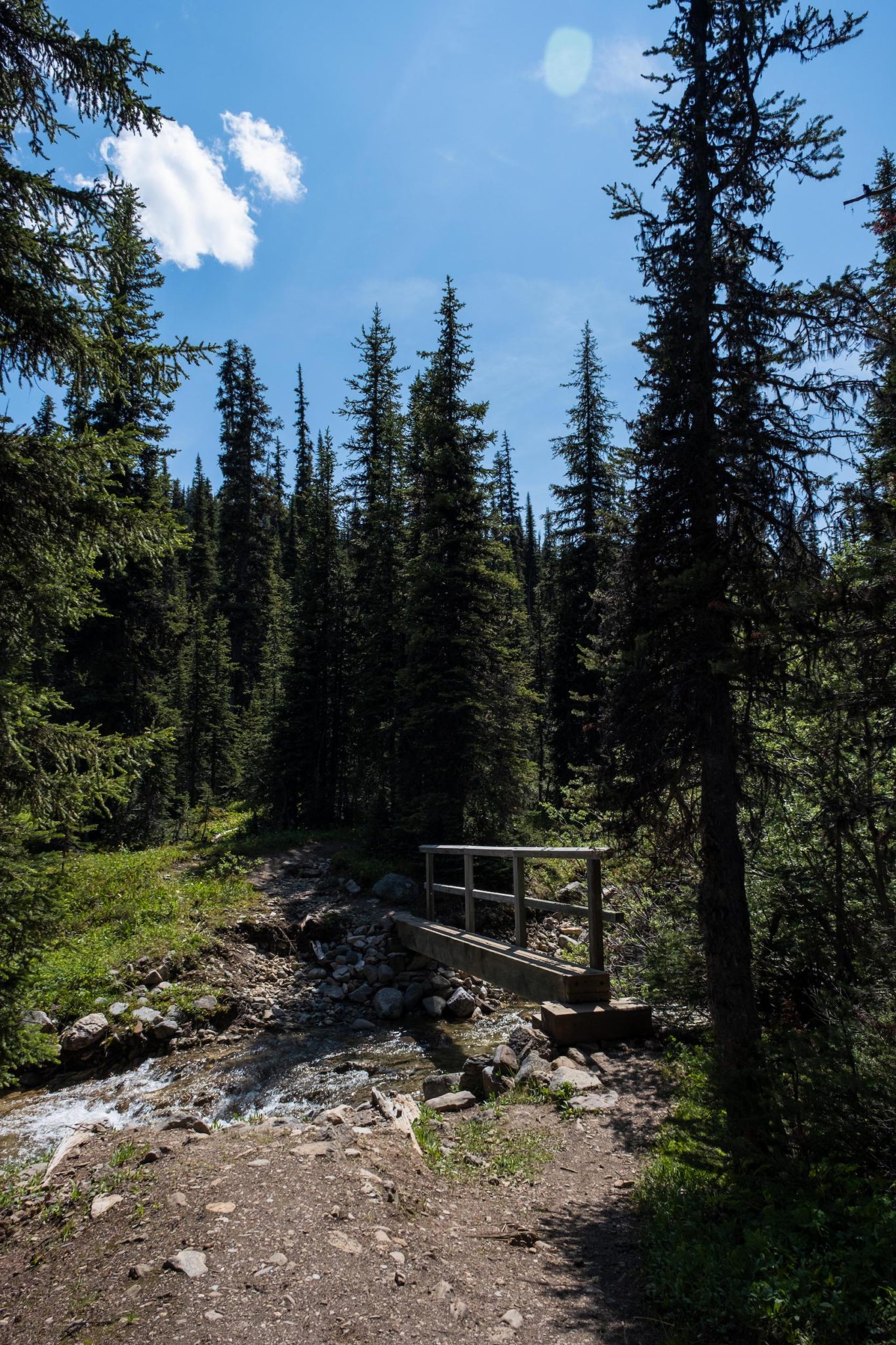 Healy Pass Trail Hike Guide (Banff): All You NEED to Know