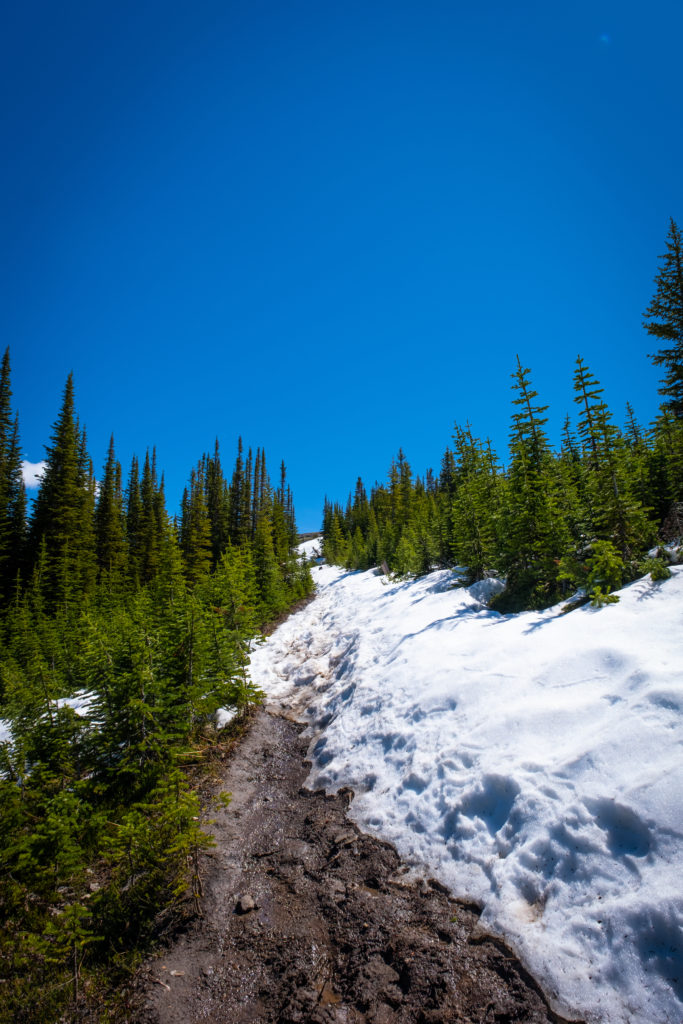 How to Hike Parker Ridge Trail On the Icefields Parkway