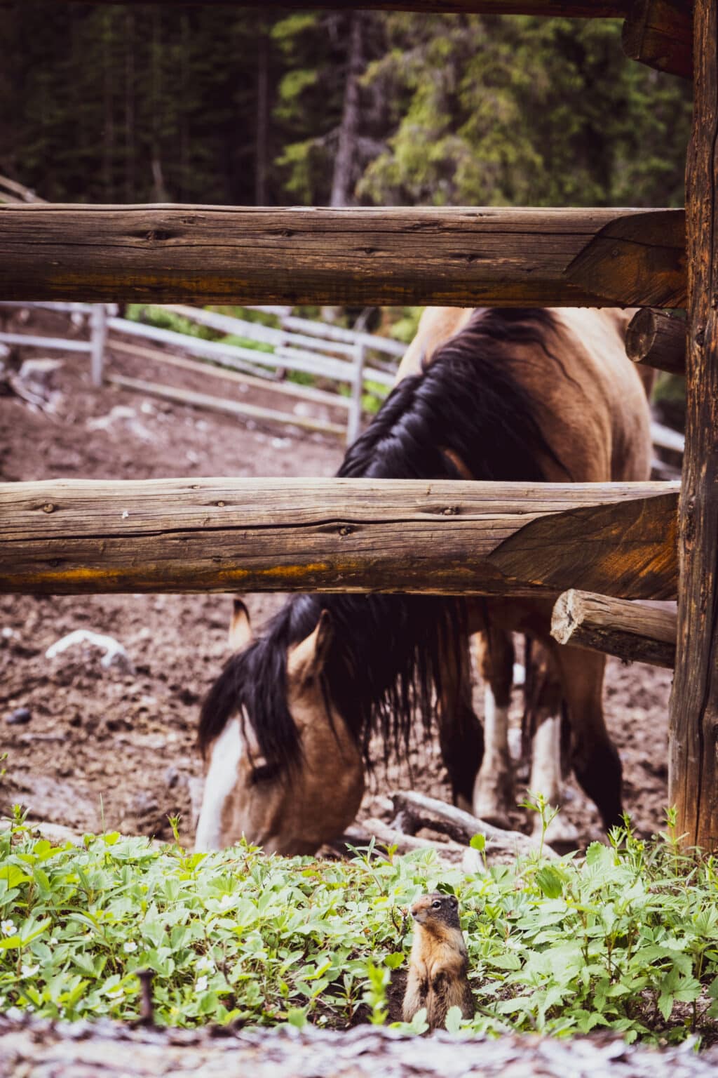 Backcountry Horse Riding in Banff With Banff Trail Riders