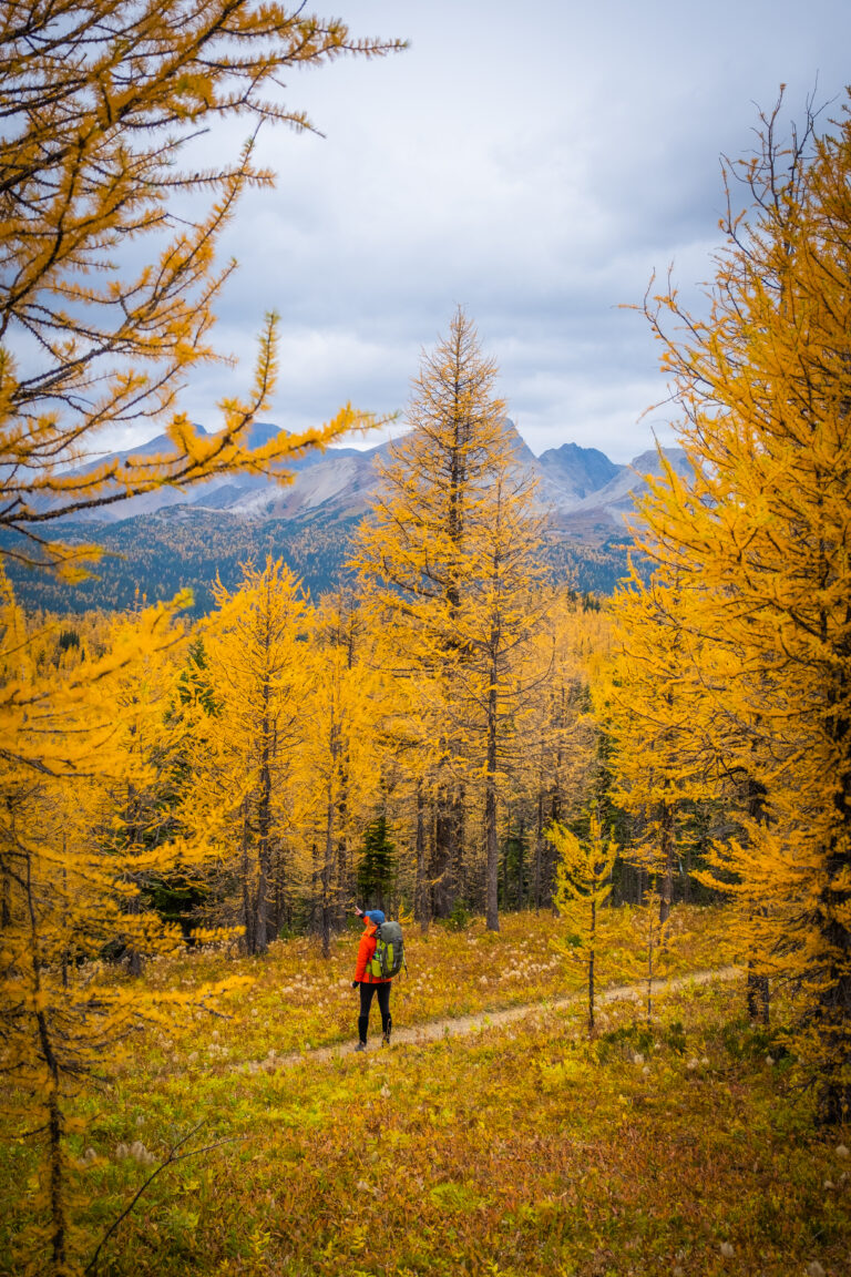 10 Best Larch Hikes to Enjoy Banff in the Fall - The Banff Blog
