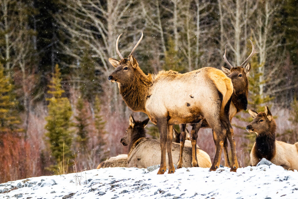 Visiting Banff in November? Here’s All You NEED to Know