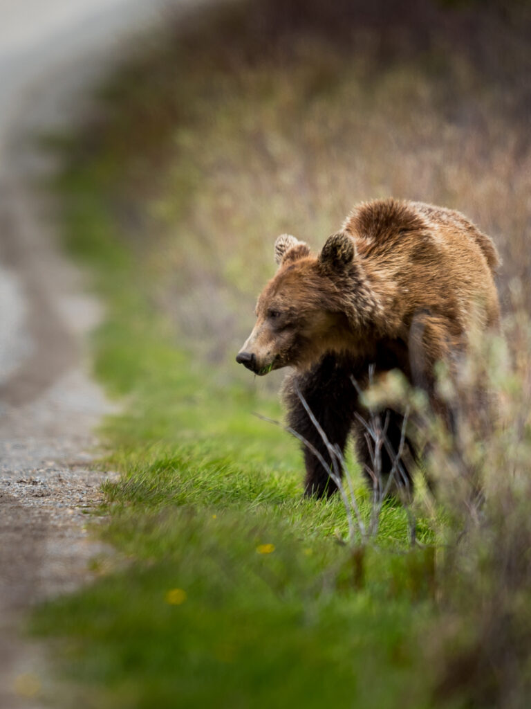 A Complete Guide to the Wildlife in Banff