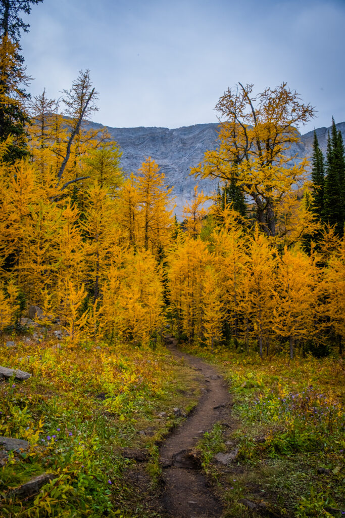 Pocaterra Ridge Hike in Kananaskis - All You NEED to Know