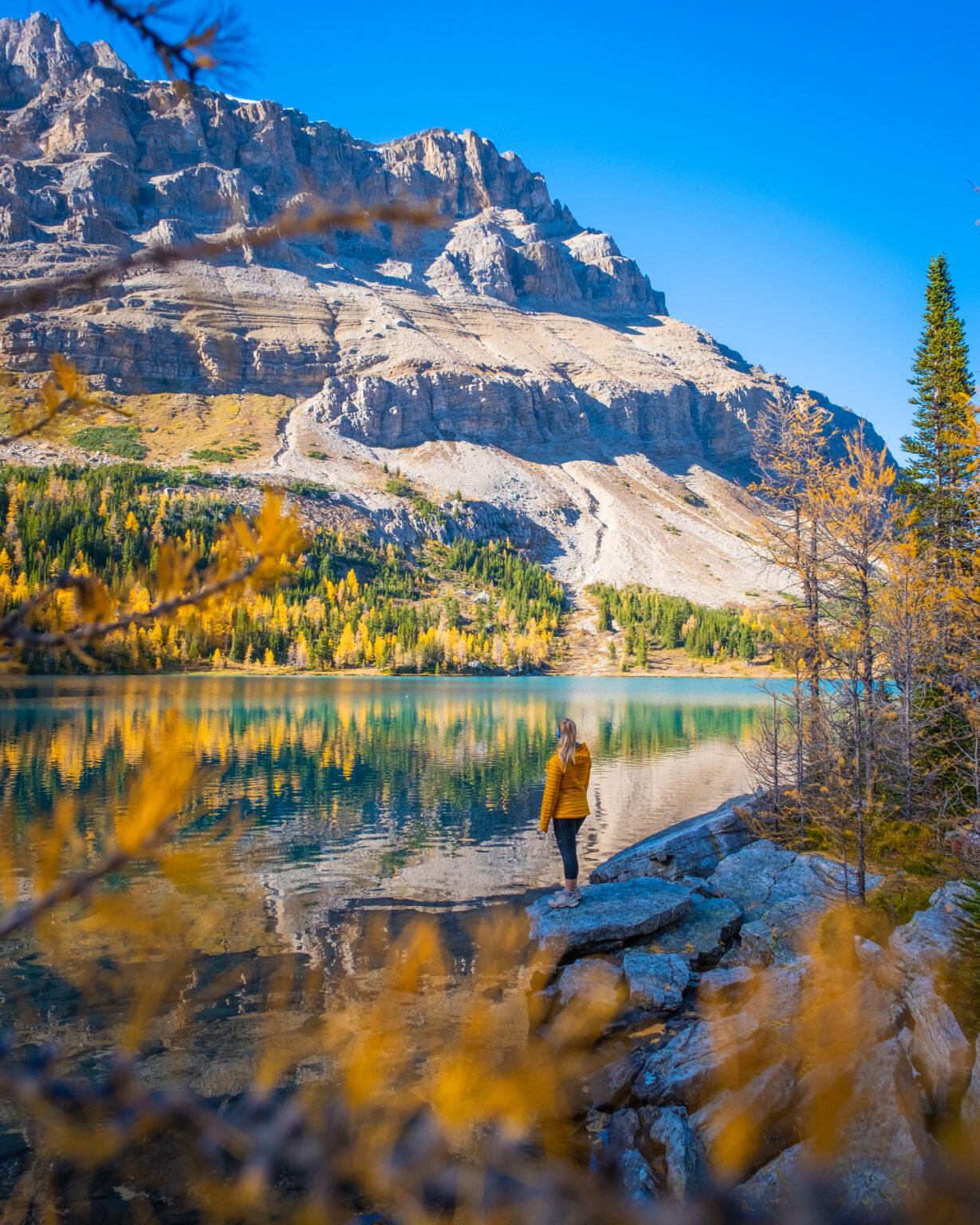 10 Best Larch Hikes to Enjoy Banff in the Fall - The Banff Blog