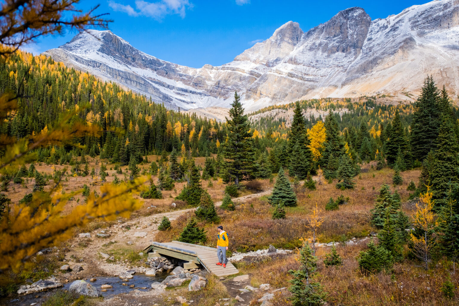 10 Best Larch Hikes to Enjoy Banff in the Fall - The Banff Blog