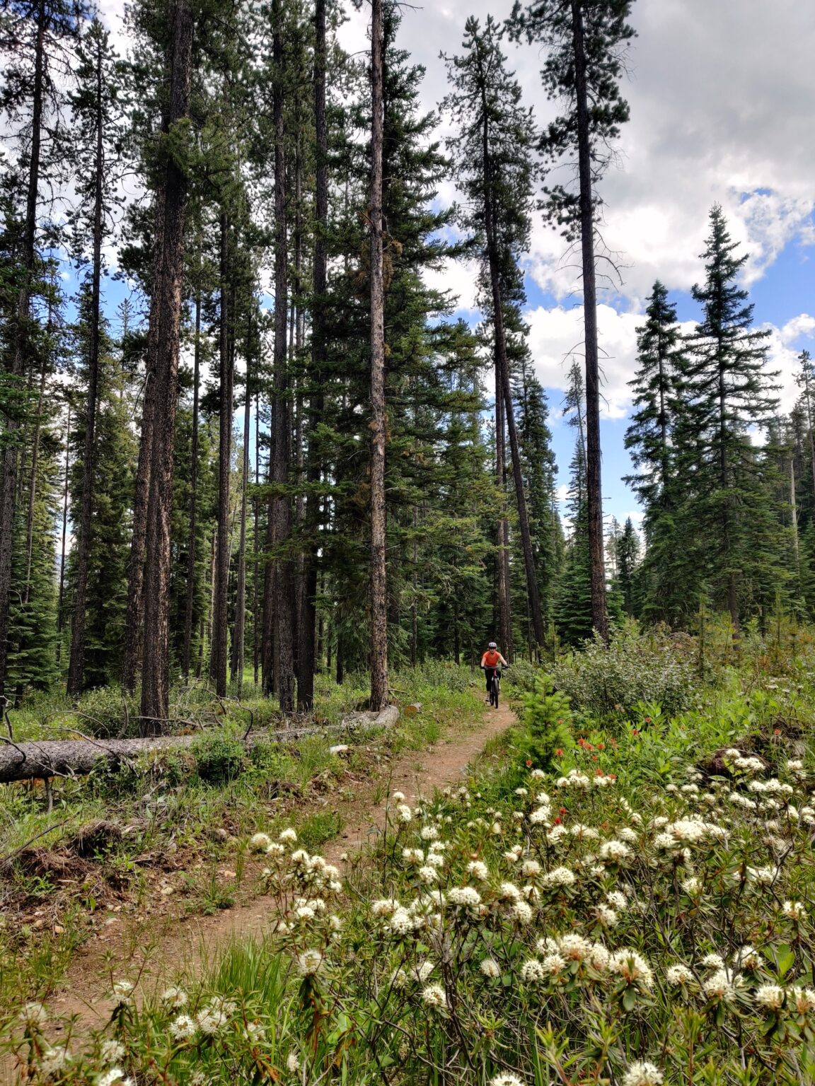 The Best Canmore Bike Trails