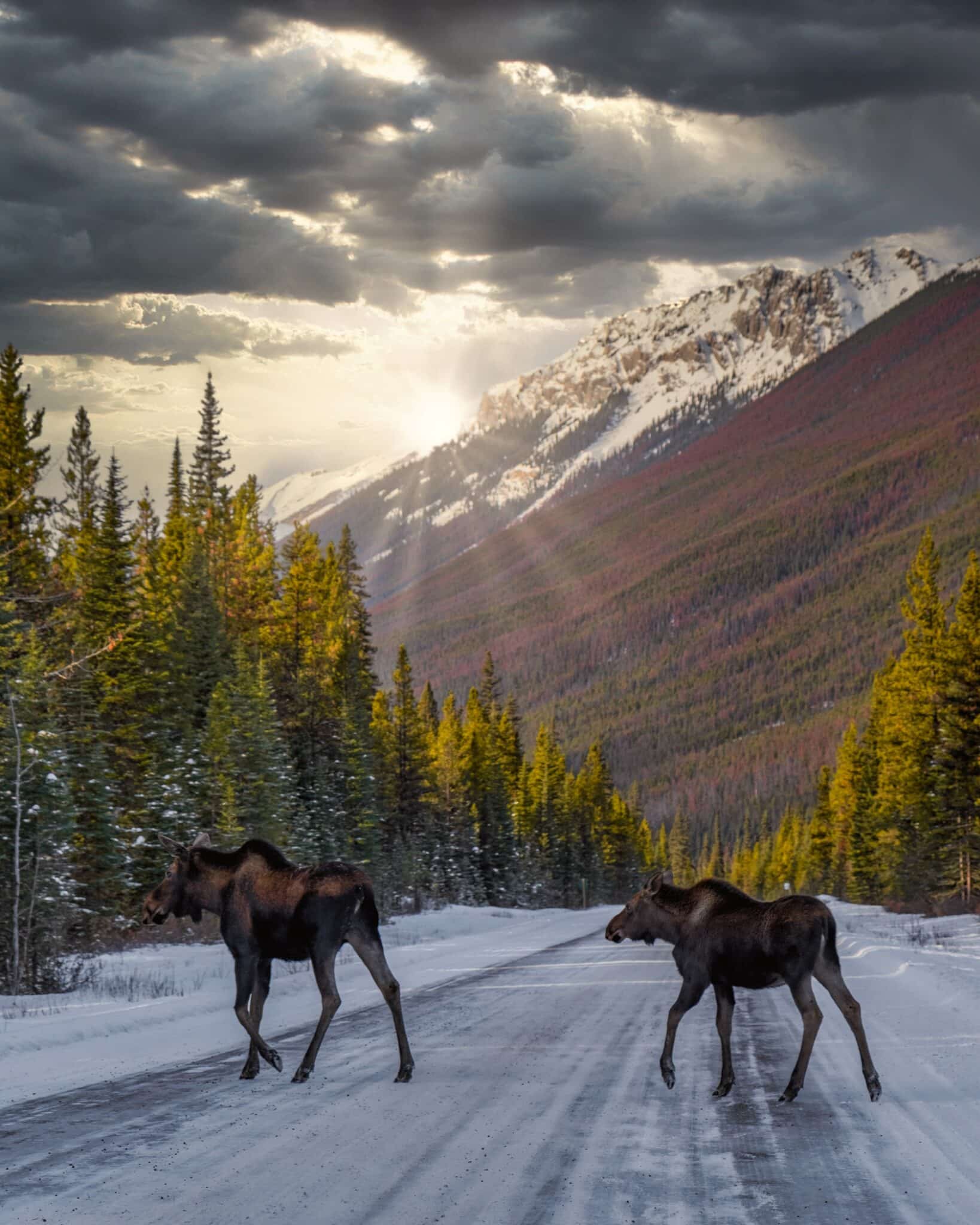 23 MAGICAL Things to do in Jasper in Winter