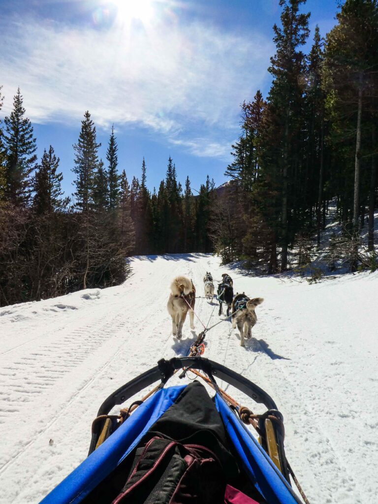 All You NEED To Know About Dog Sledding in Canmore