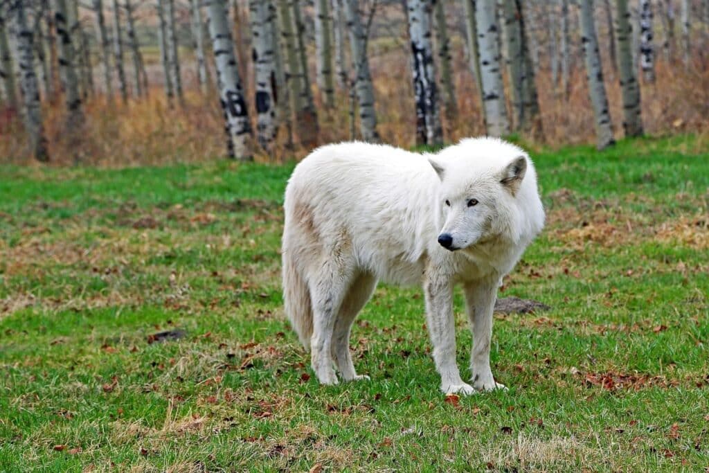 Should You Visit the Yamnuska Wolfdog Sanctuary in Cochrane?