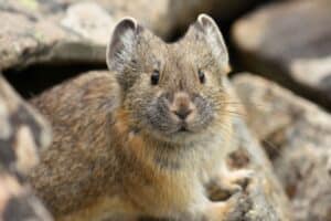 A Complete Guide to the Wildlife in Banff