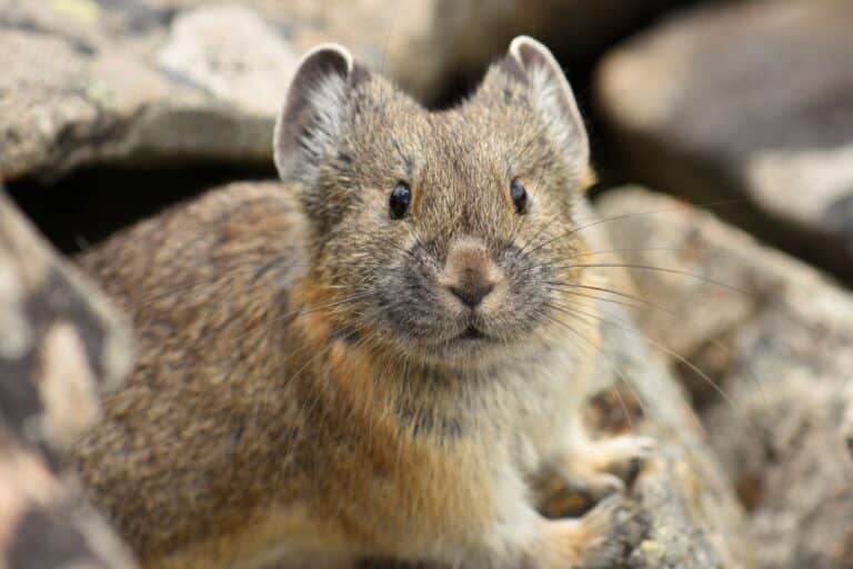 A Complete Guide to the Wildlife in Banff