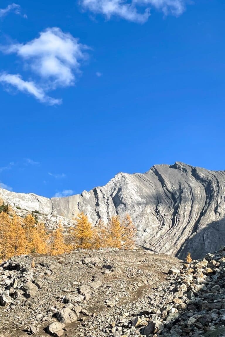 Arethusa Cirque Hike: The Best EASY Trail for Larches
