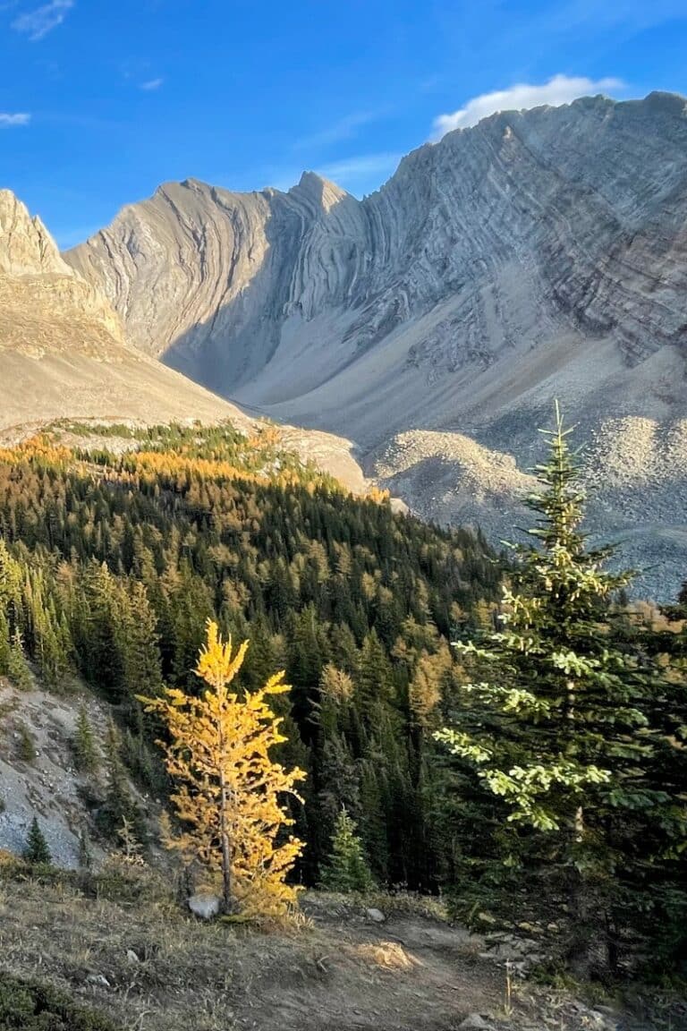 Arethusa Cirque Hike: The Best EASY Trail for Larches