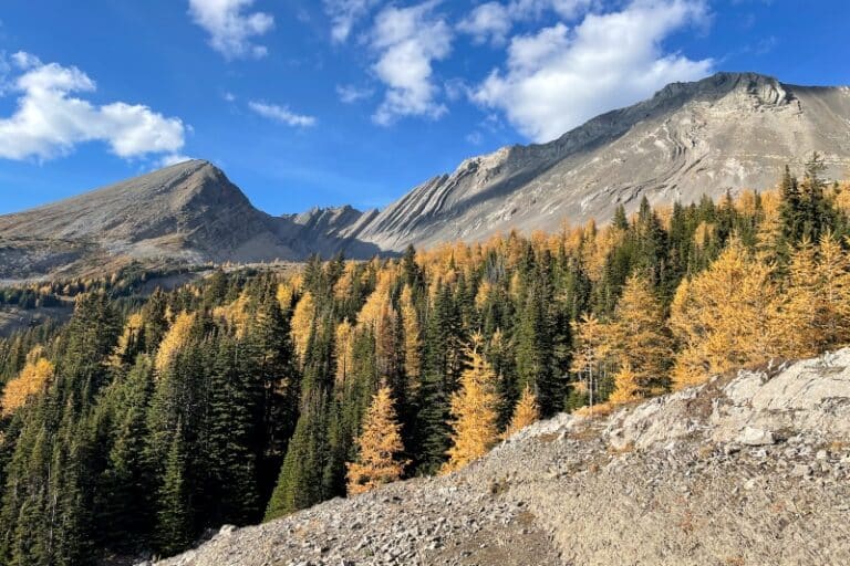 Arethusa Cirque Hike: The Best EASY Trail for Larches