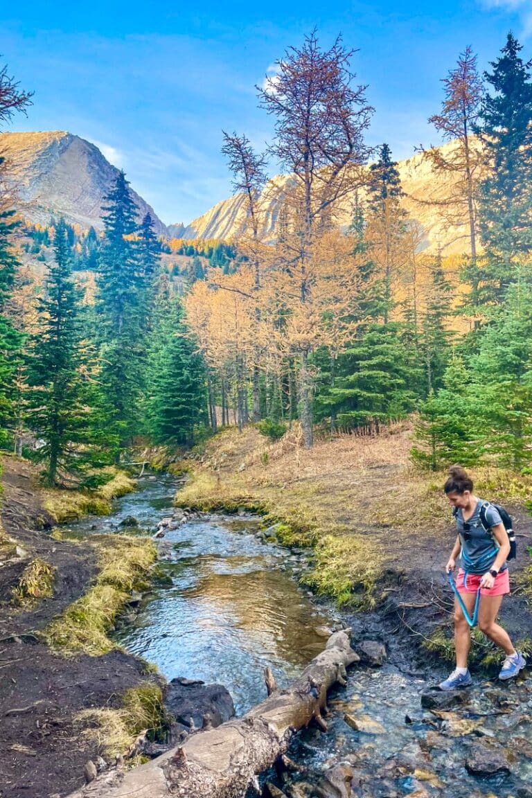 Arethusa Cirque Hike: The Best EASY Trail for Larches