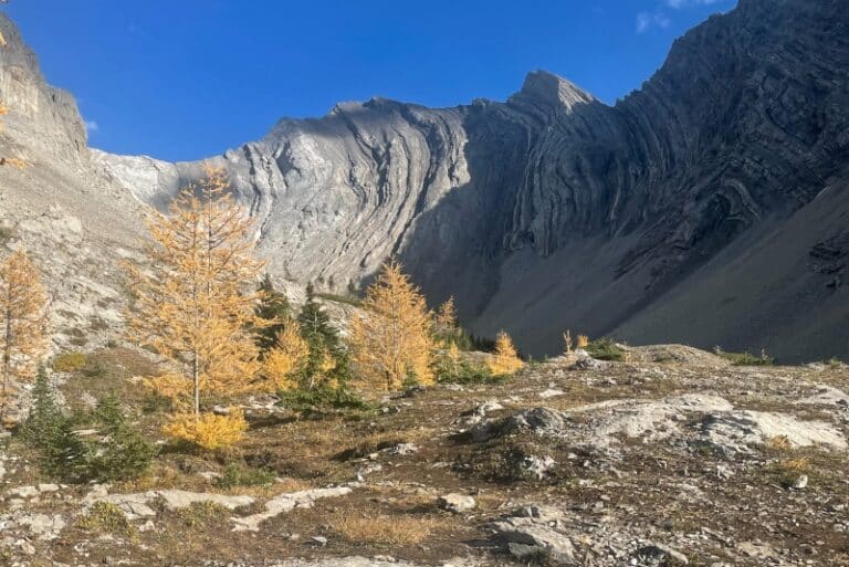 Arethusa Cirque Hike: The Best EASY Trail for Larches