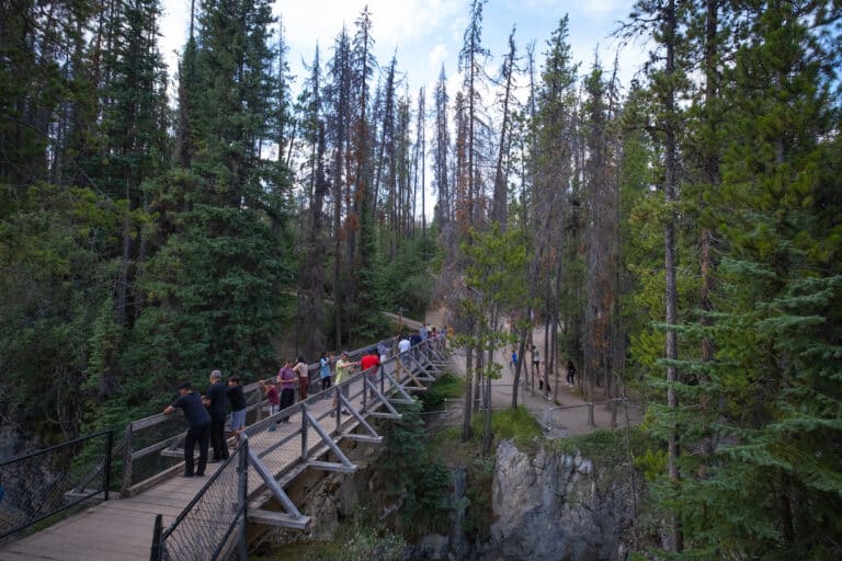 Sunwapta Falls: Things to Know Before Visiting