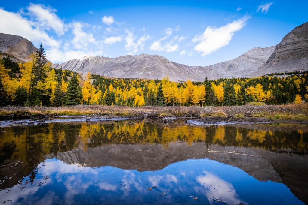 Arethusa Cirque Hike: The Best EASY Trail for Larches