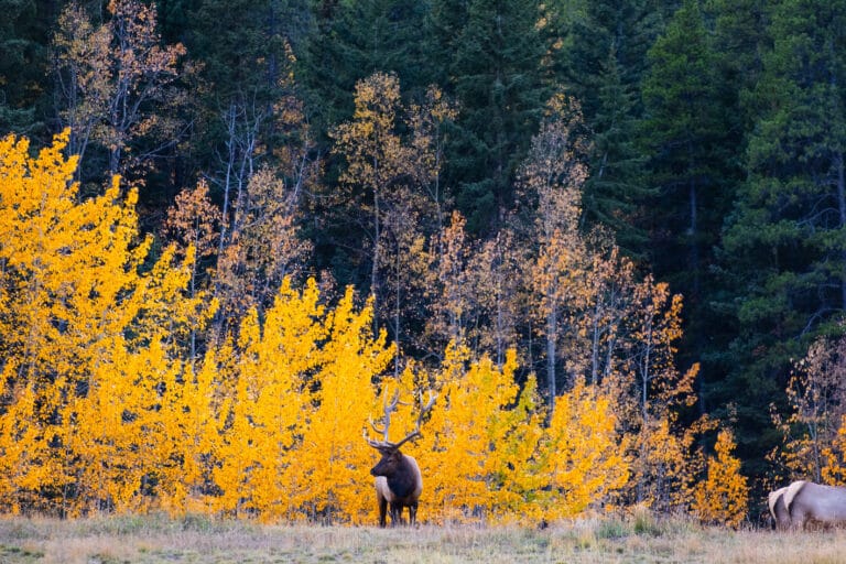 60 BEST Things To Do in Canmore, Alberta