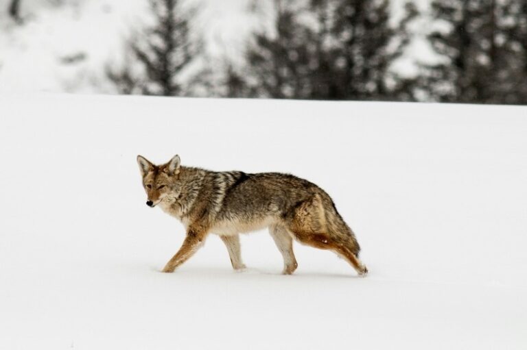 A Complete Guide to the Wildlife in Banff