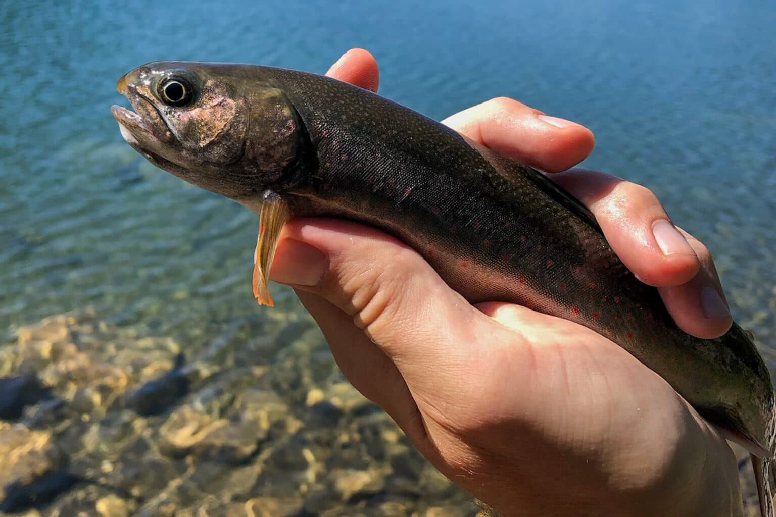 A Complete Guide to the Wildlife in Banff