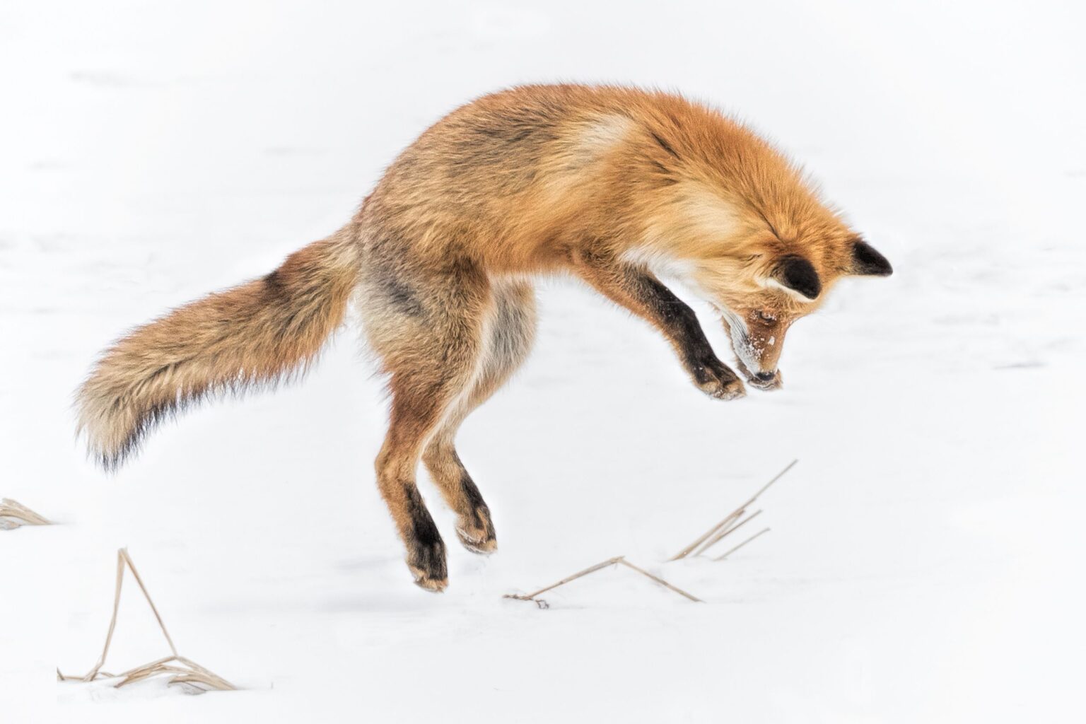 A Complete Guide to the Wildlife in Banff