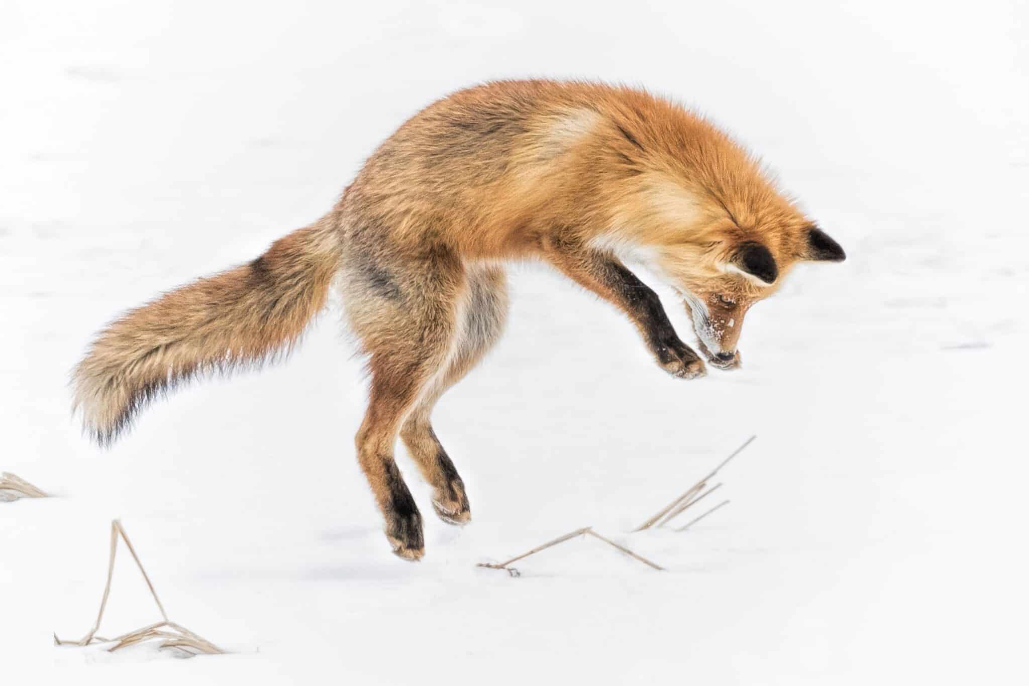 A Complete Guide to the Wildlife in Banff