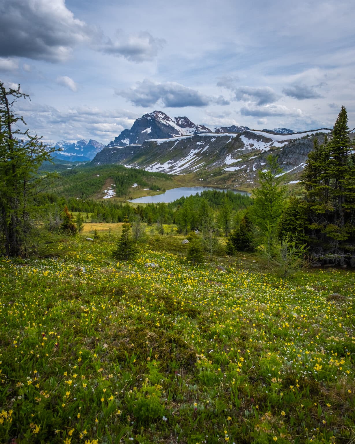 10 Amazing Wildflower Hikes in the Canadian Rockies