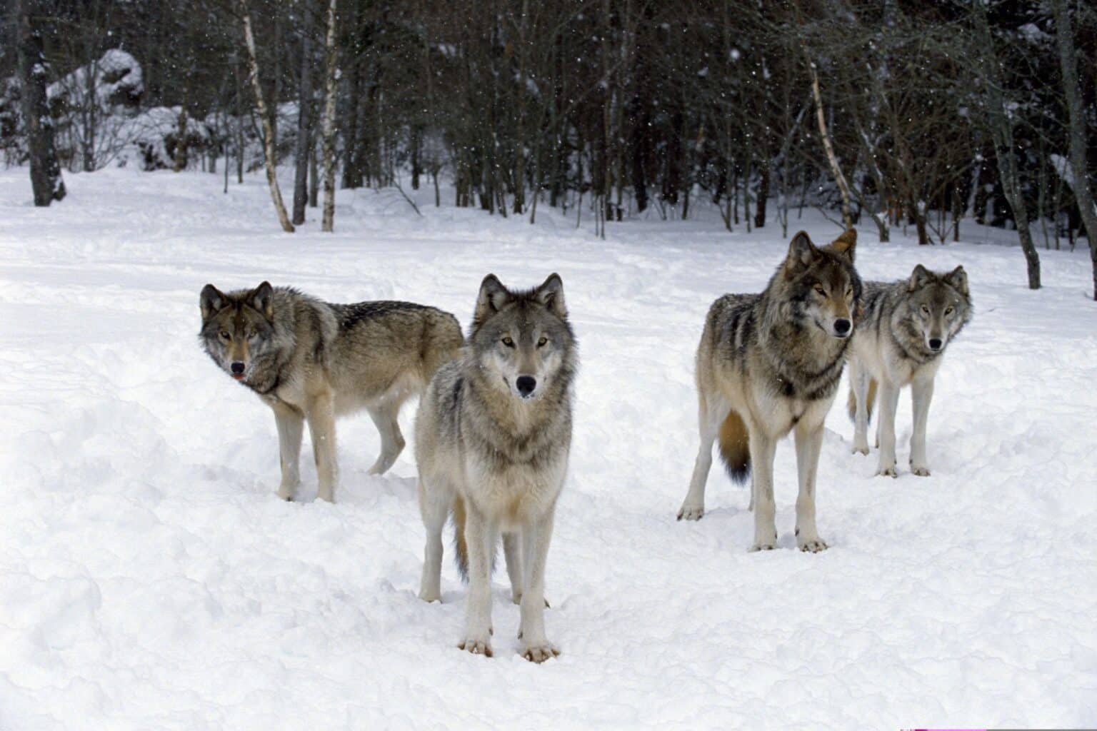 A Complete Guide to the Wildlife in Banff