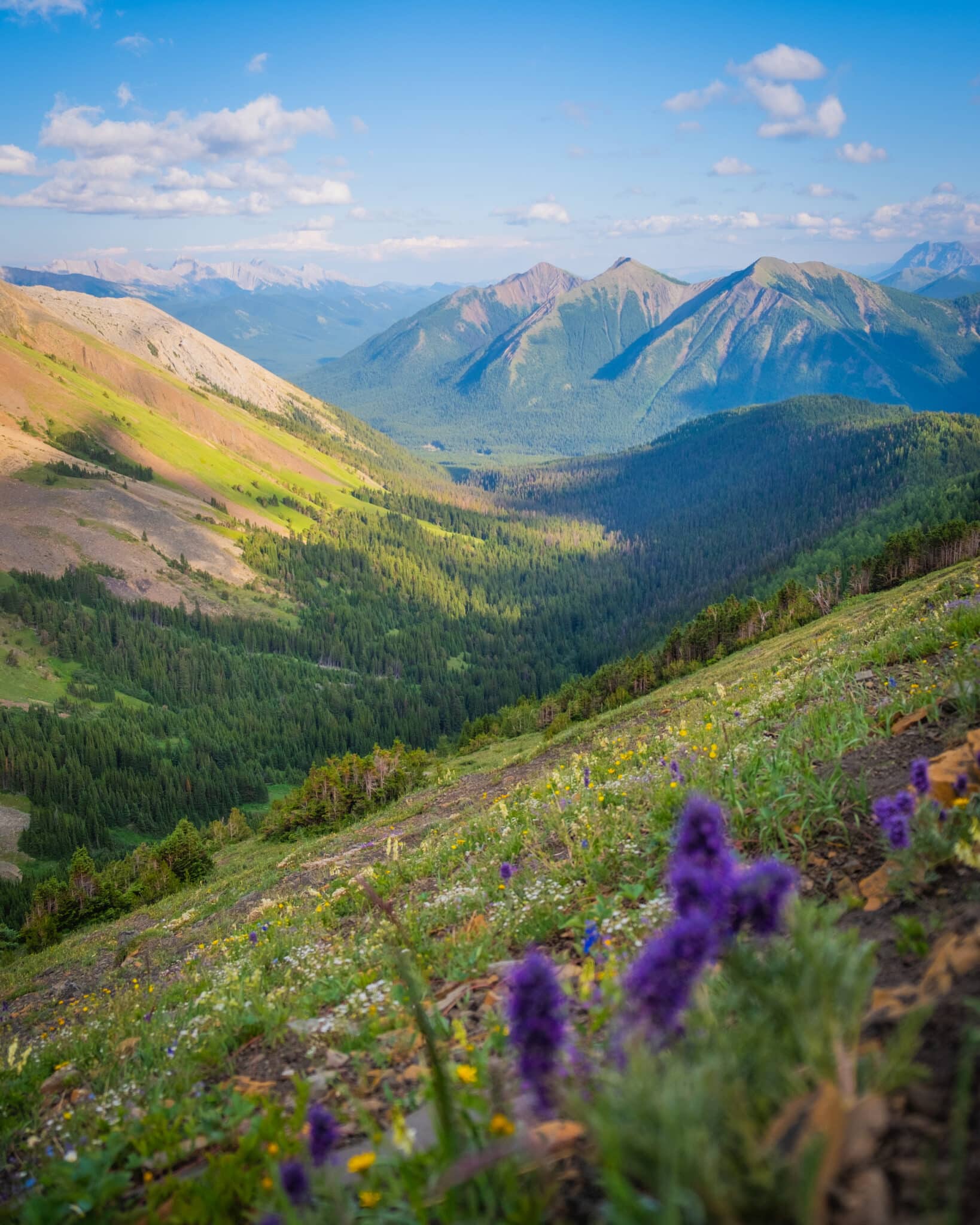 10 Amazing Wildflower Hikes in the Canadian Rockies