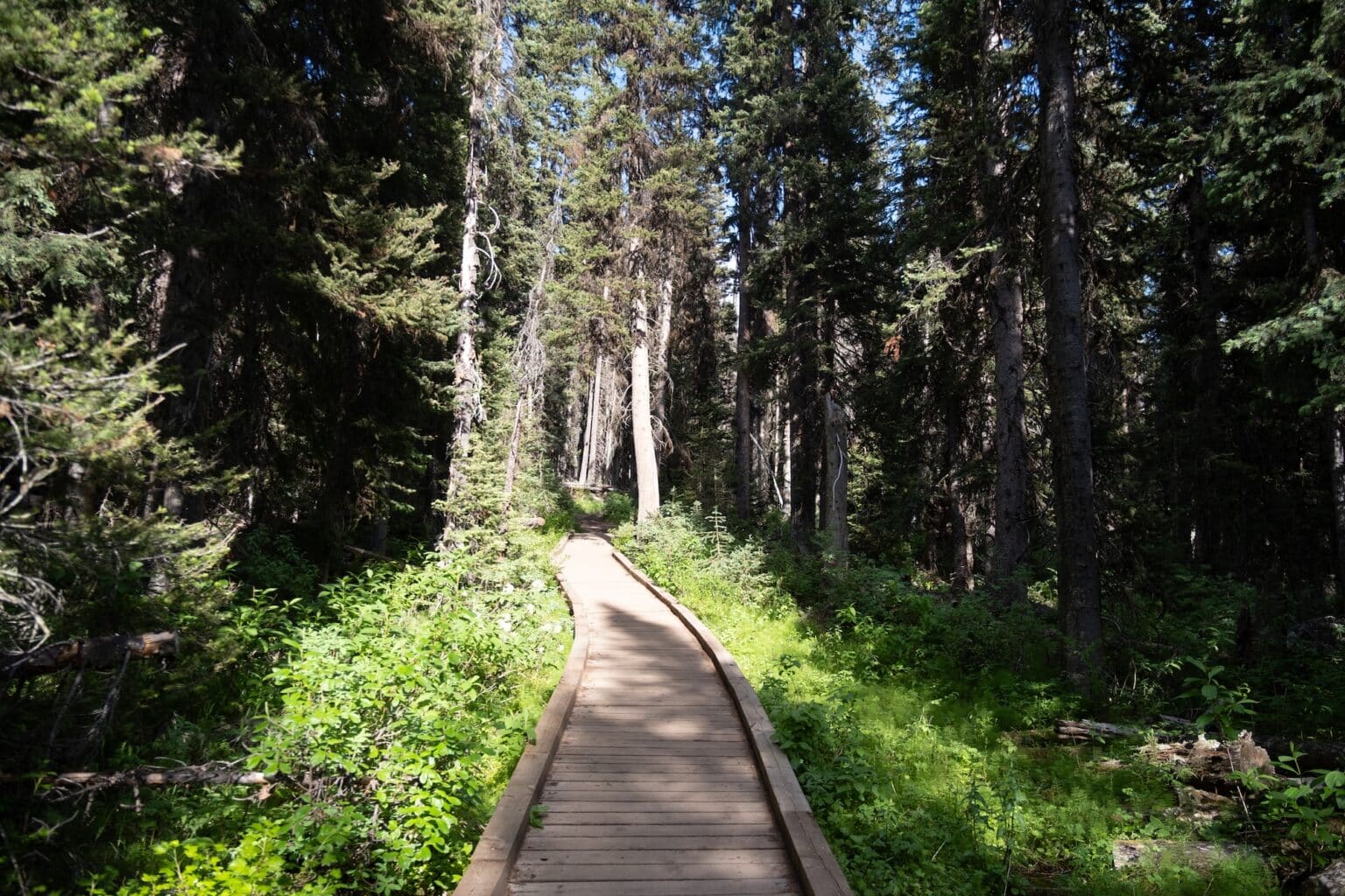 Boom Lake: An Easy Hike in Banff That is Perfect for All
