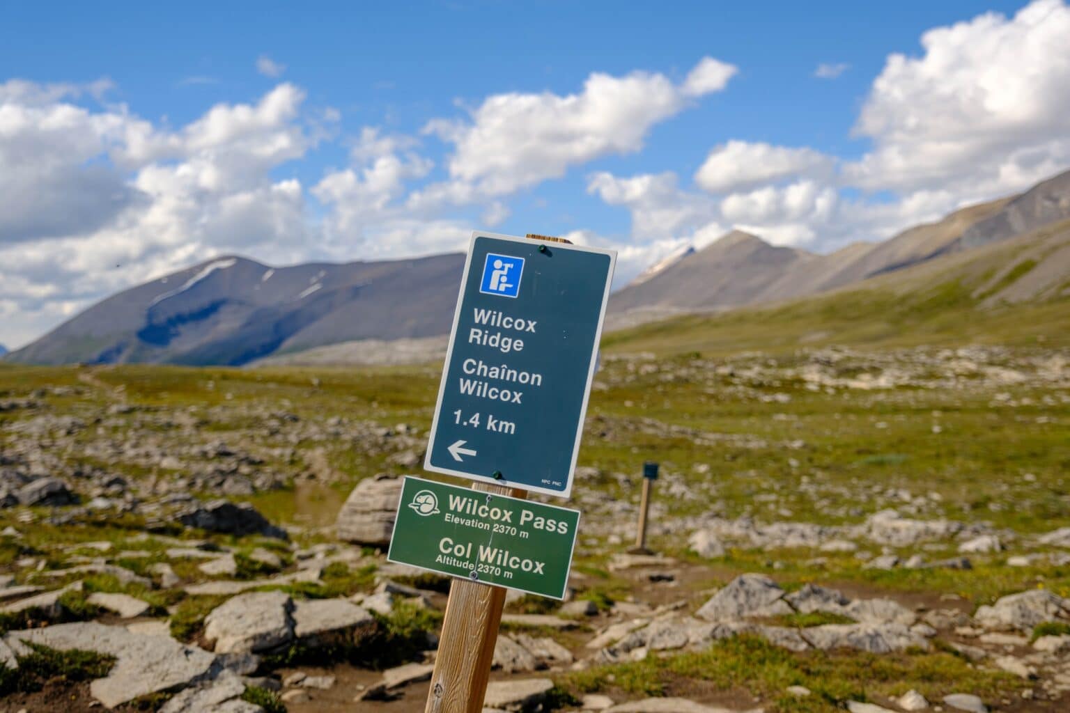 A Wilcox Pass Hike Guide in Jasper National Park