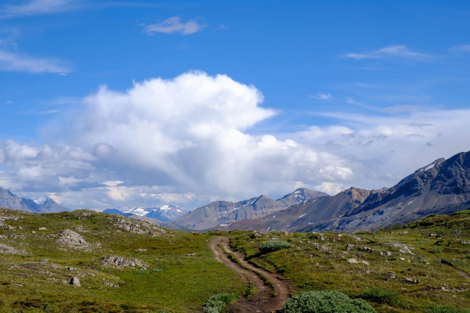 A Wilcox Pass Hike Guide in Jasper National Park